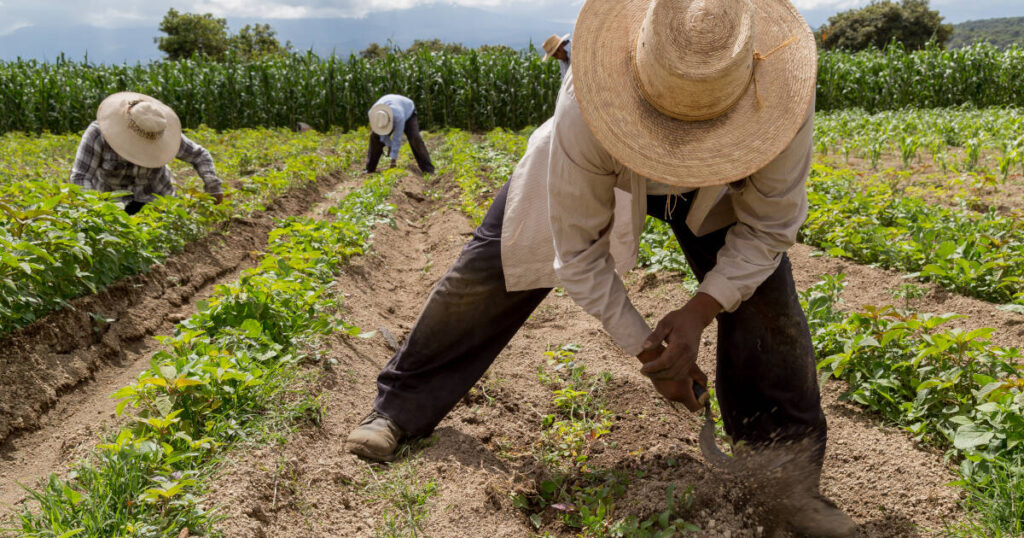 What does a Farm Labor Contractor do and How to Become a One